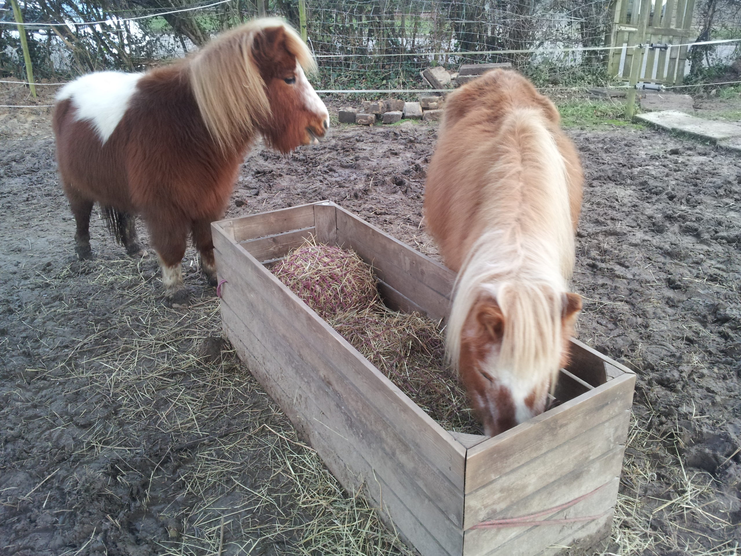 LE PADDOCK PARADISE | Equi-libres