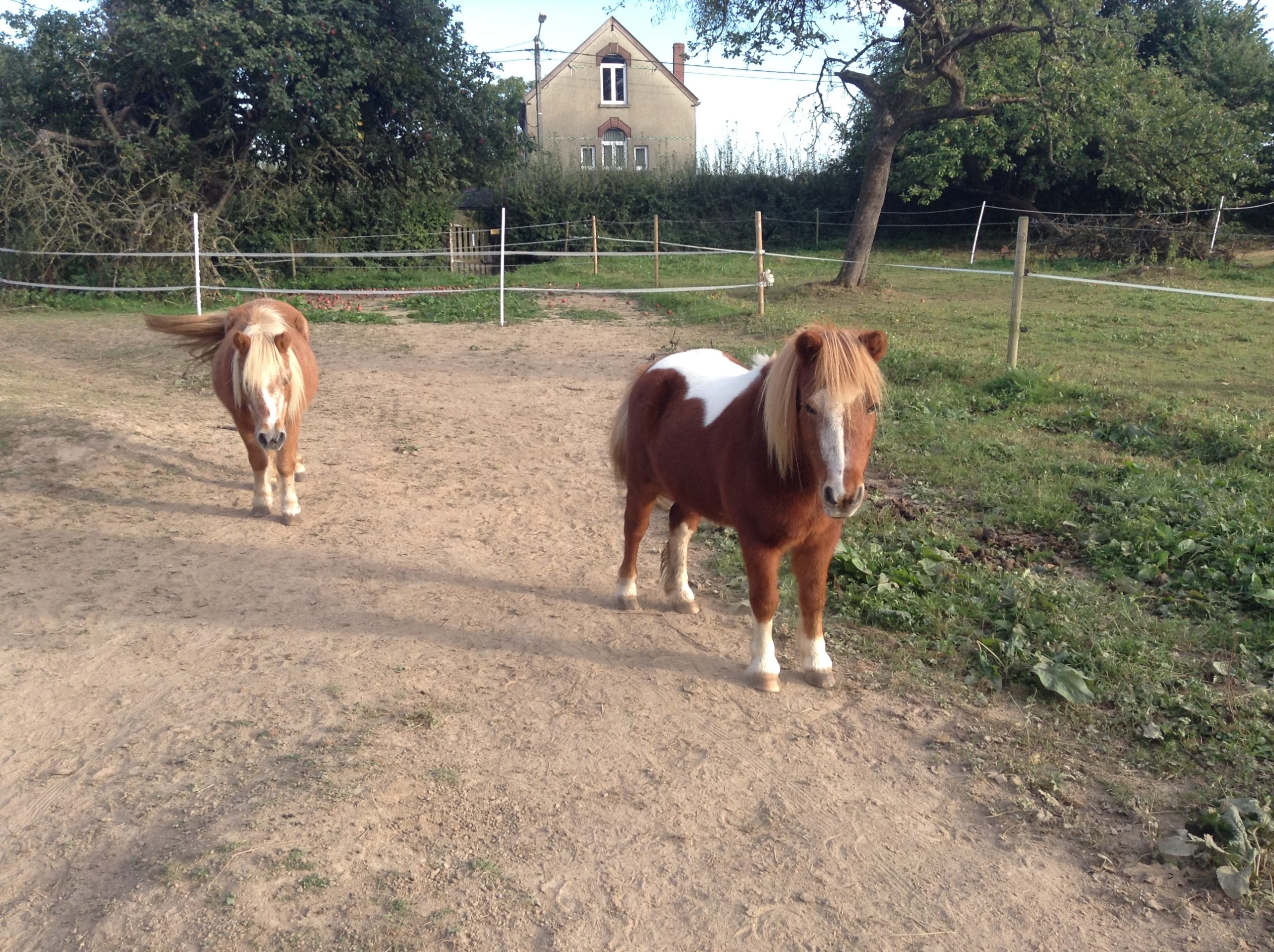 LE PADDOCK PARADISE | Equi-libres